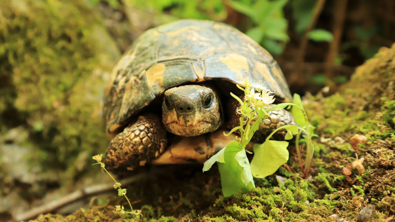 Wildlife in Montenegro and Albania: Bears, Wolves, Pelicans & more
