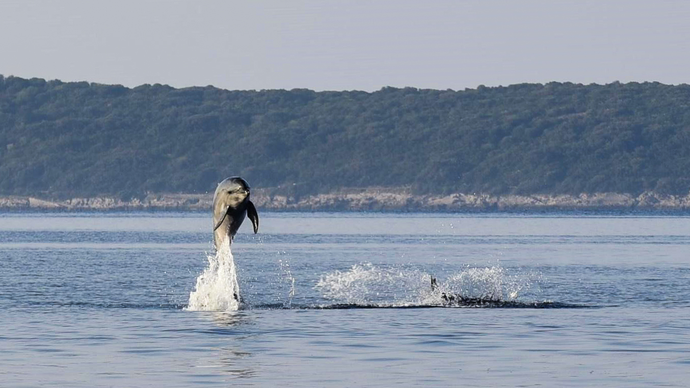 Wildlife in Montenegro and Albania: Bears, Wolves, Pelicans & more
