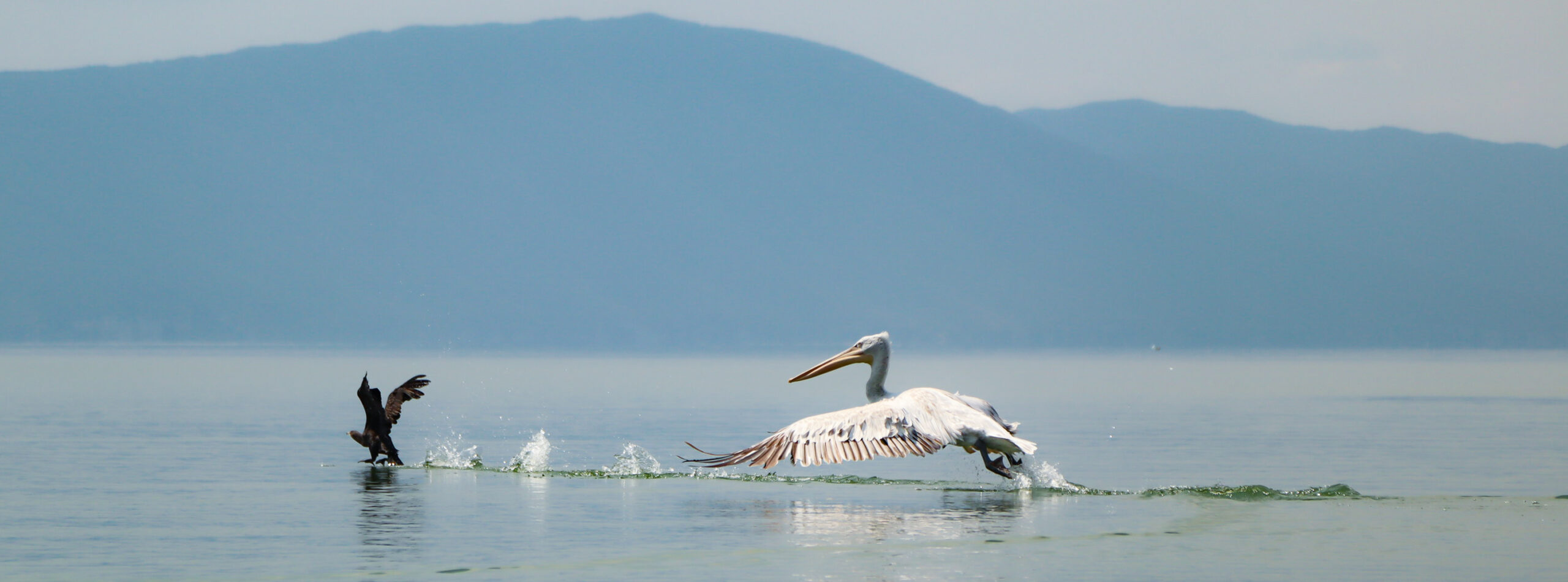 Wildlife in Montenegro and Albania: Bears, Wolves, Pelicans & more